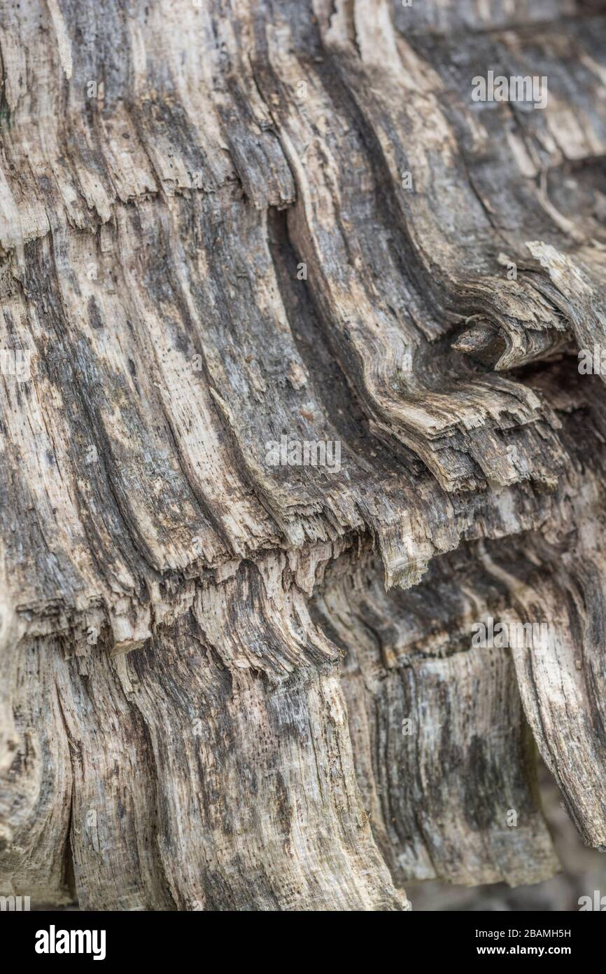 Split, twisted, snapped and splintered tree trunk weathering in the ...