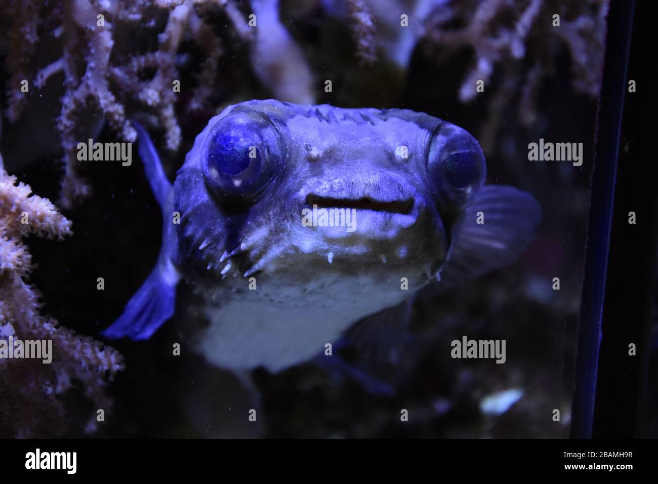 Brackish water snail hi-res stock photography and images - Alamy