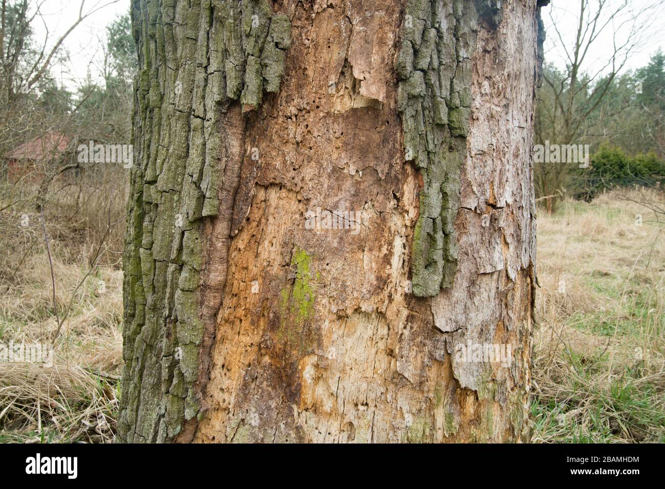Oak tree trunk hi-res stock photography and images - Alamy