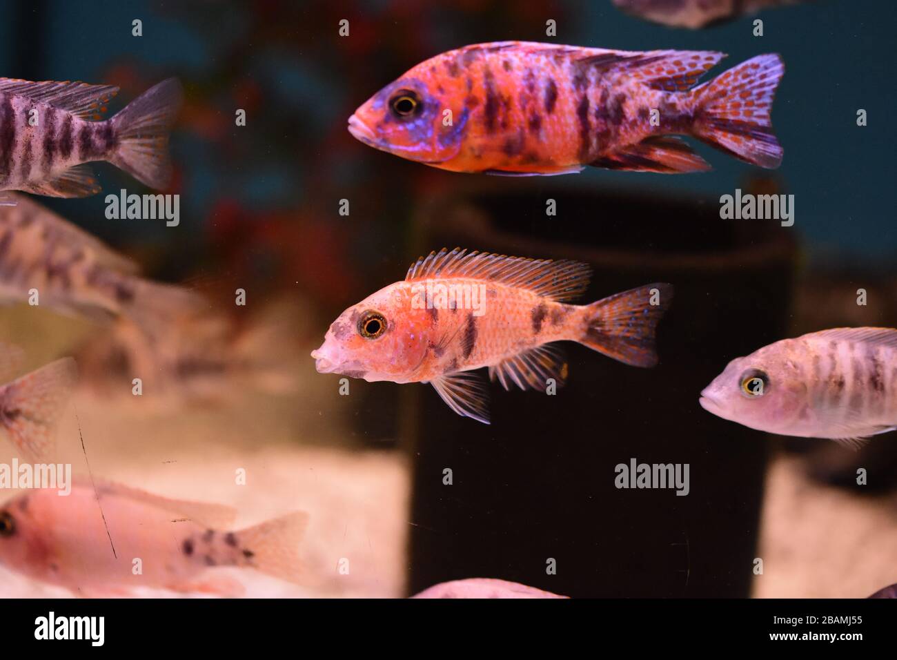 Freshwater aquarium fish, endemic cichlid fish from African lake and ...