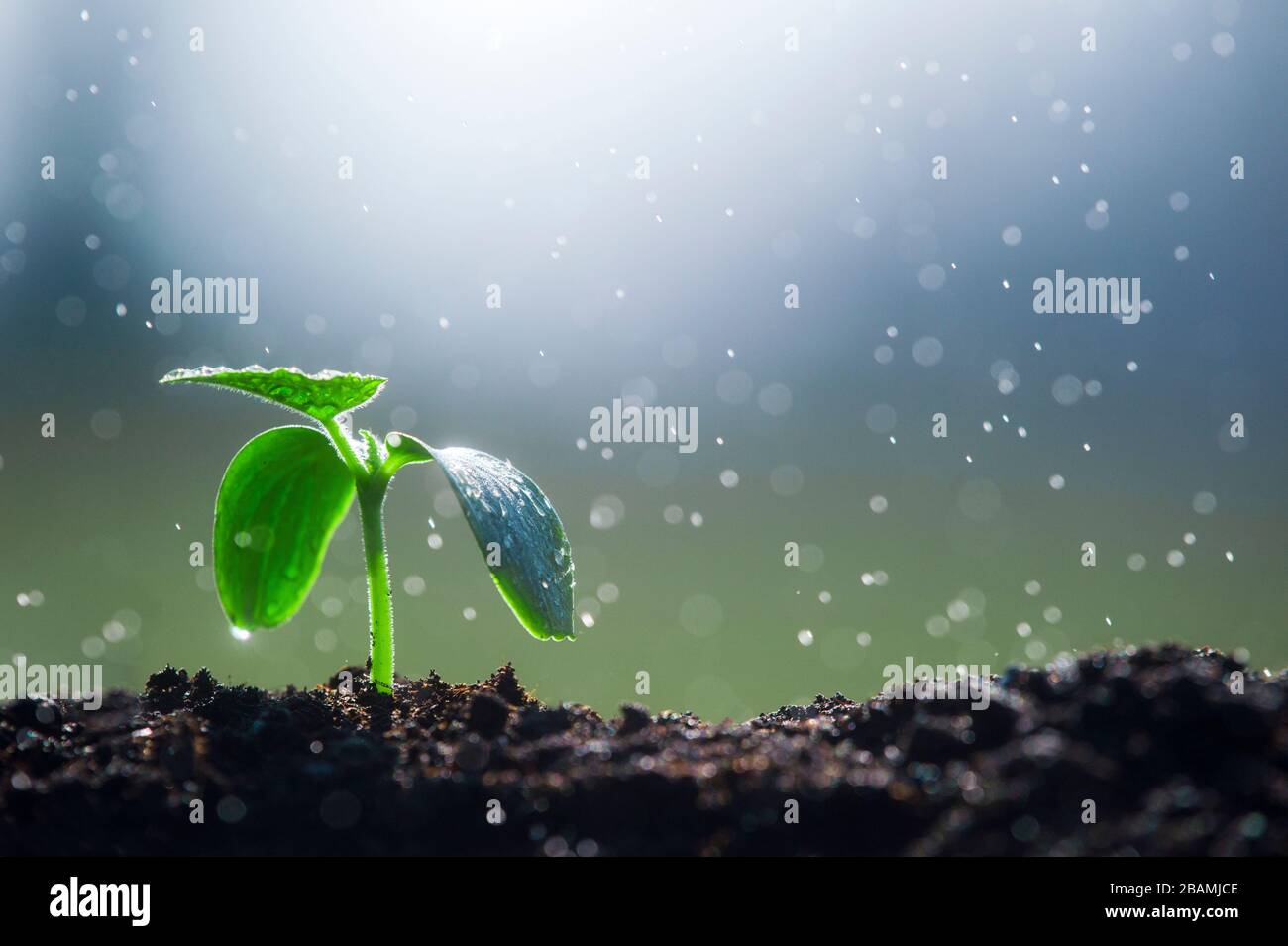 Rising young fresh plant growing in heavy rain. Symbolizes the struggle ...