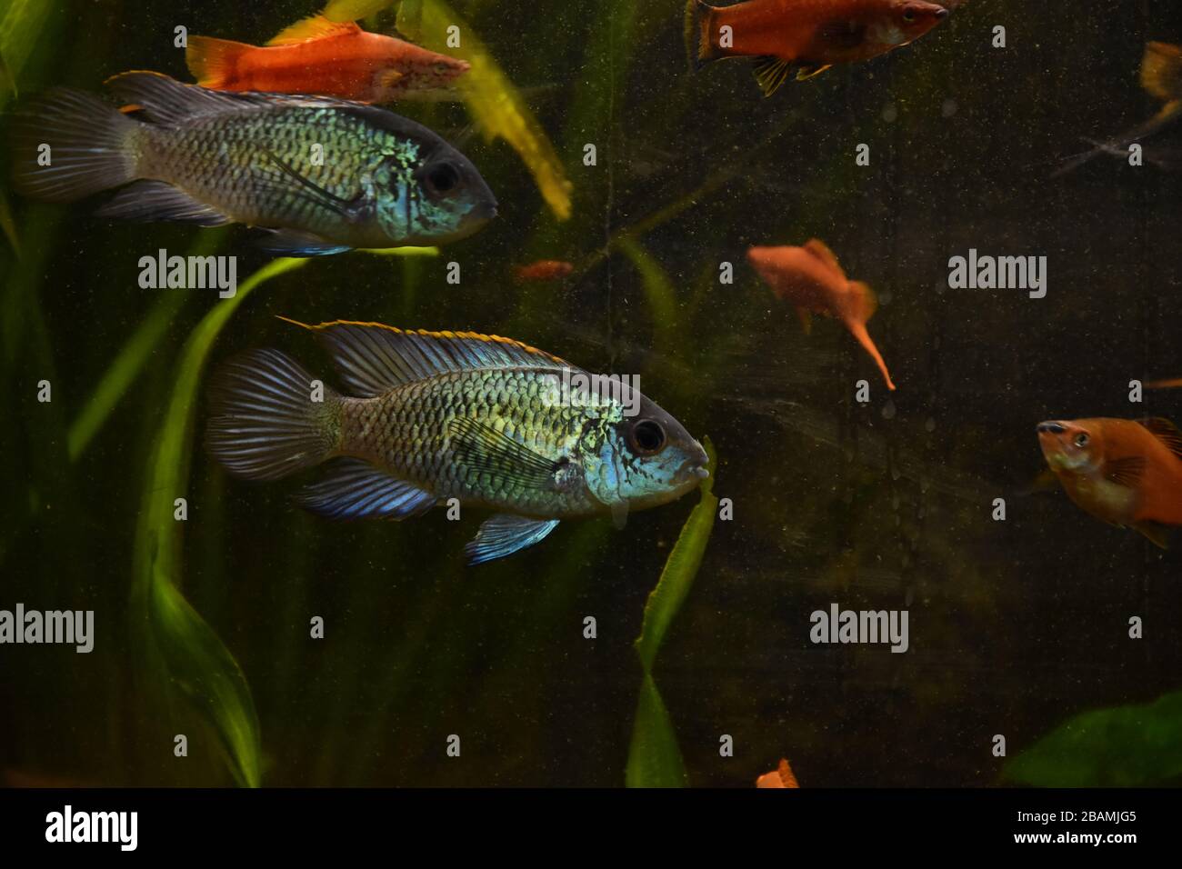 Freshwater aquarium fish, endemic cichlid fish from African lake and ...