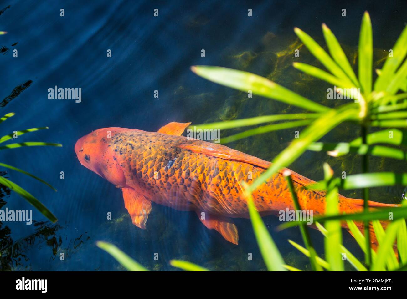Orange Butterfly Koi