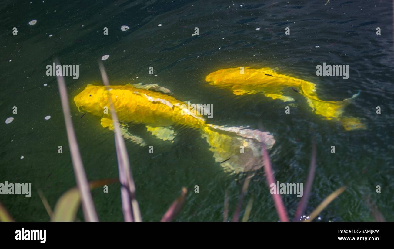 Two koi fish hi-res stock photography and images - Alamy