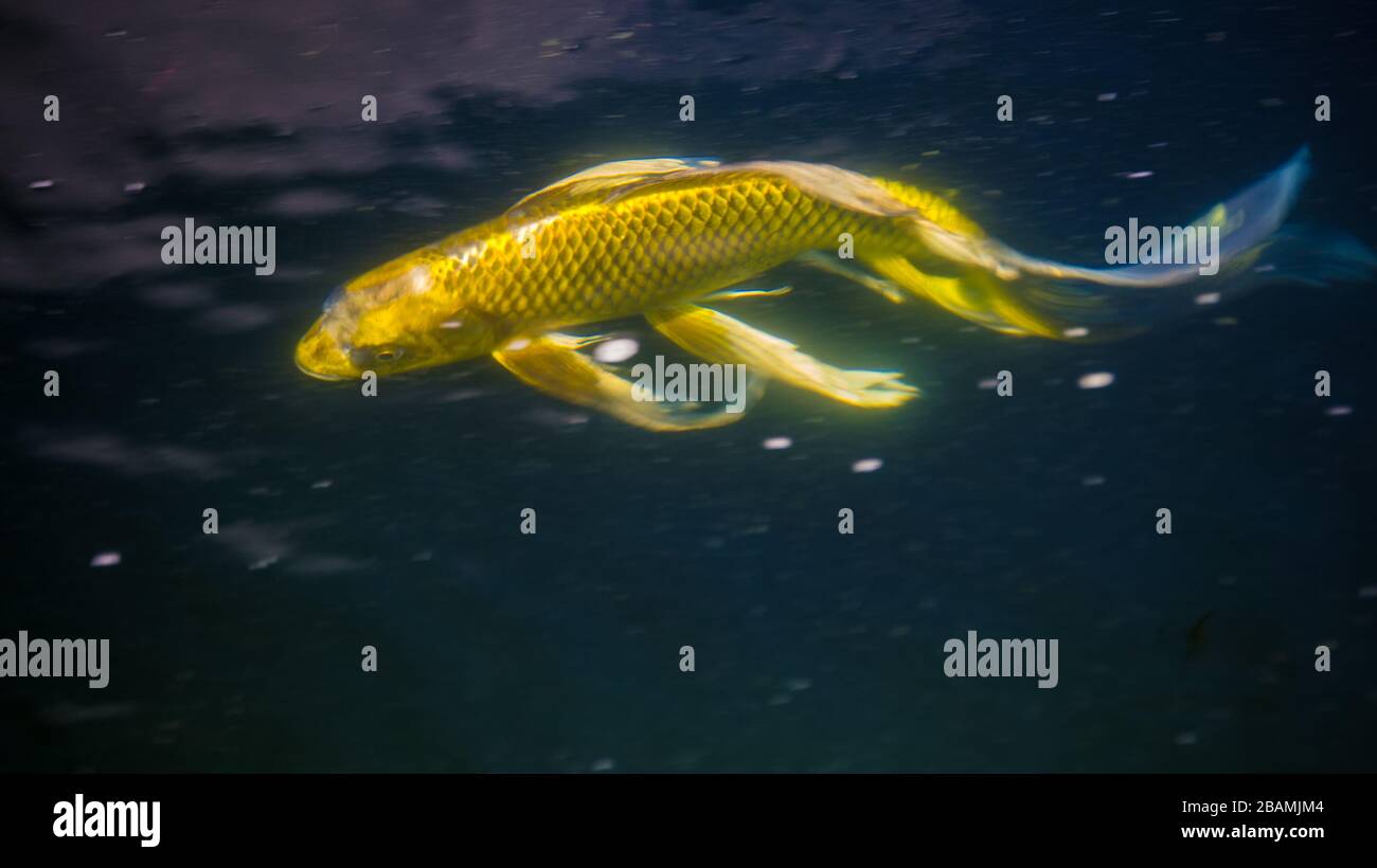 Asian carp species hi-res stock photography and images - Alamy