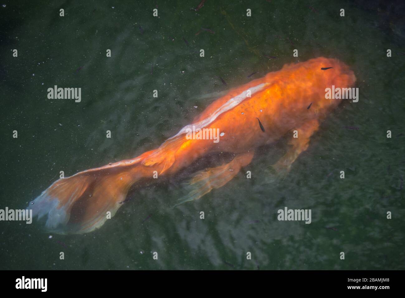 One orange koi in pond-01 Stock Photo - Alamy