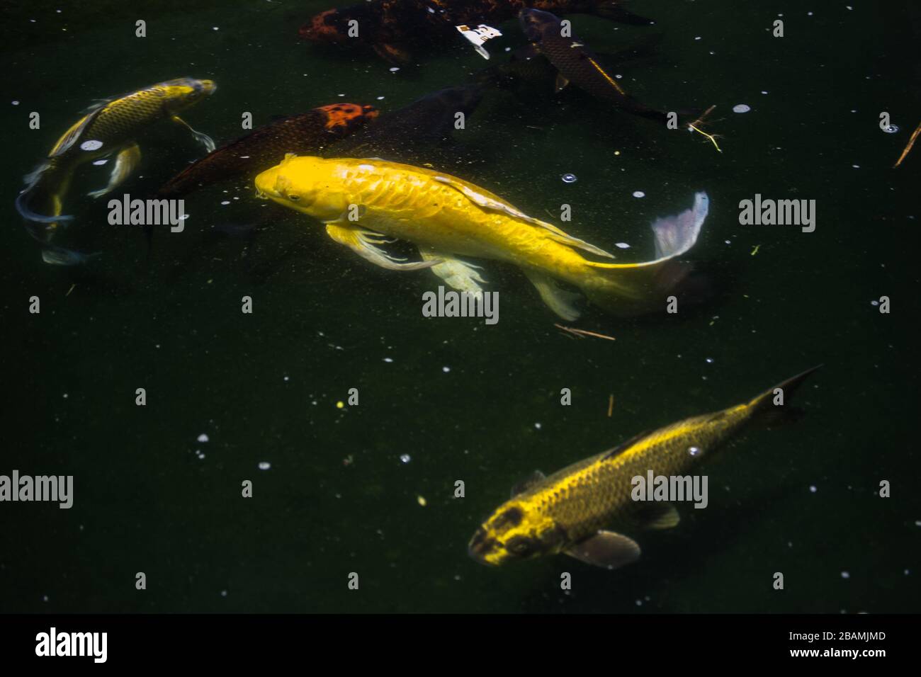 Koi fish butterfly hi-res stock photography and images - Alamy