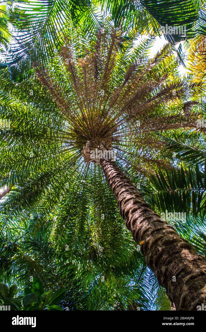 Florida Royal Palm High Resolution Stock Photography and Images - Alamy
