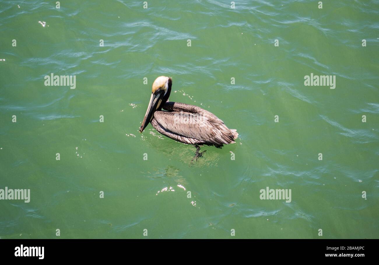 Pelican floating in the water Stock Photo - Alamy