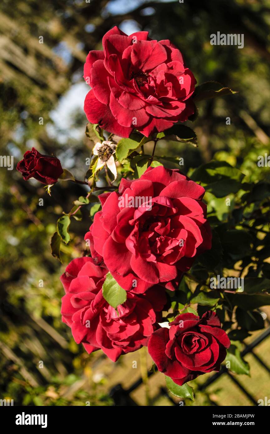 Five red roses in a garden Stock Photo - Alamy