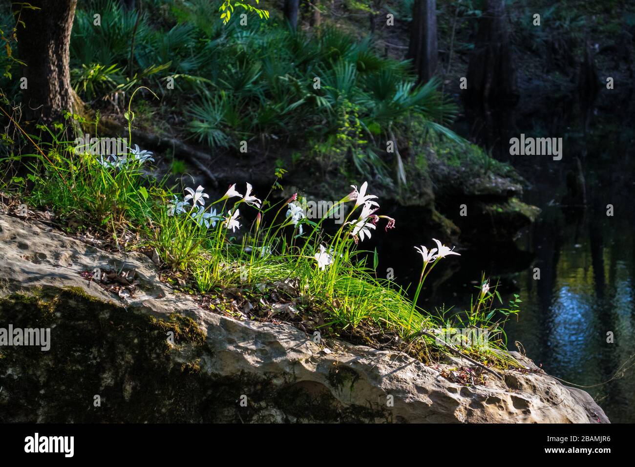Florida freshwater spring hi-res stock photography and images - Alamy
