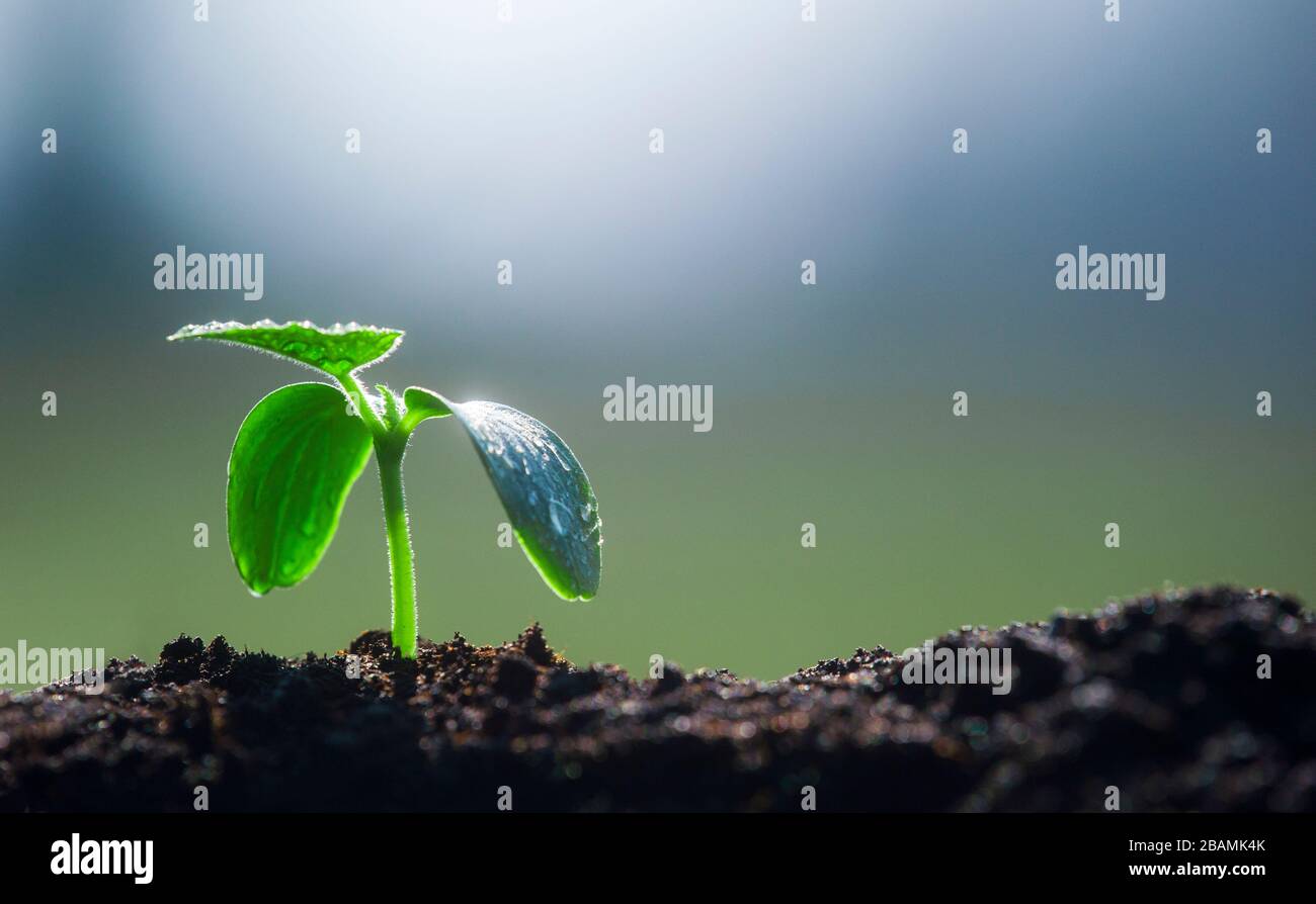 Rising young fresh plant growing in heavy rain. Symbolizes the struggle ...