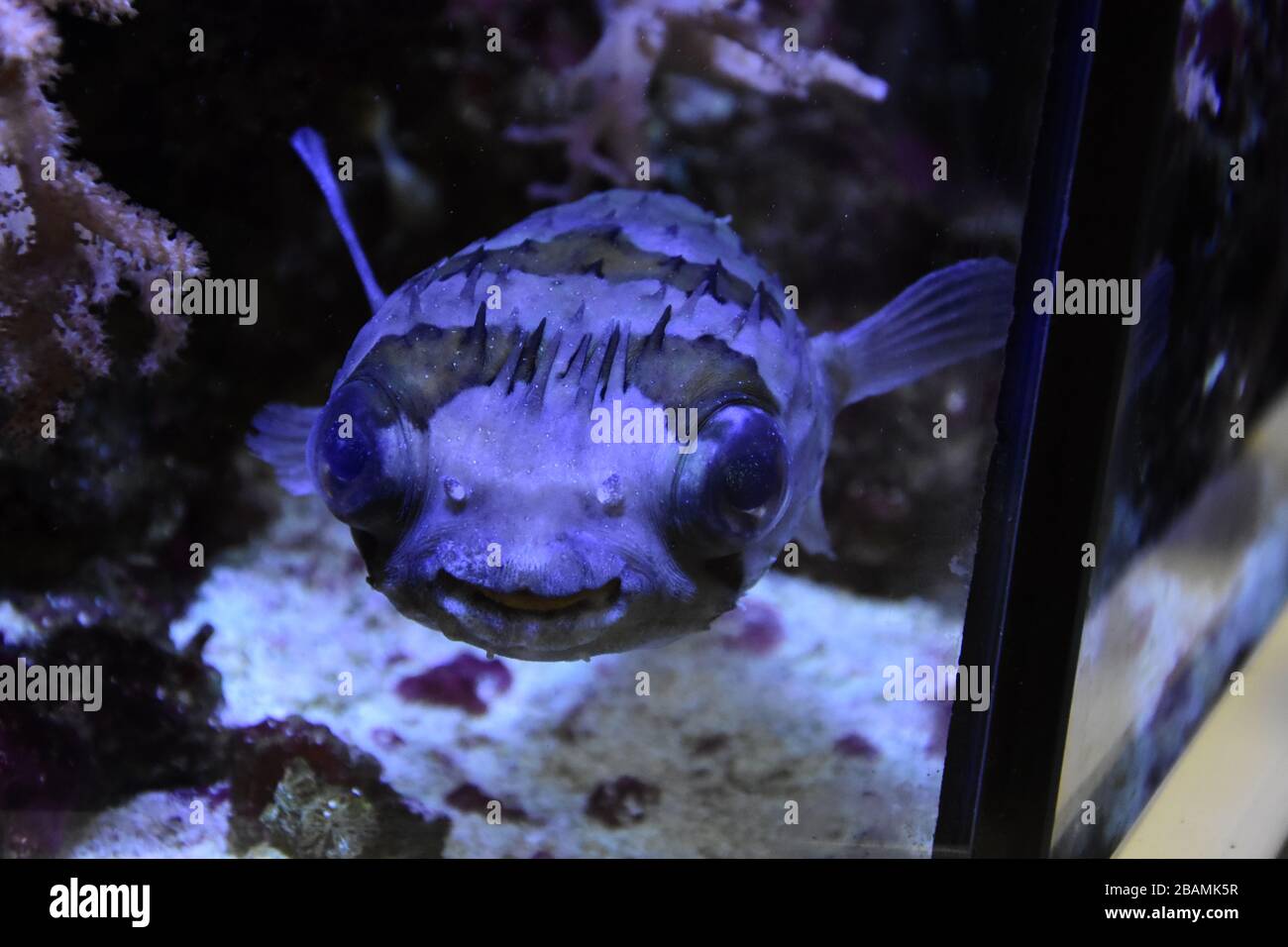 The blackspotted puffer (Arothron nigropunctatus). The dog-faced puffer ...