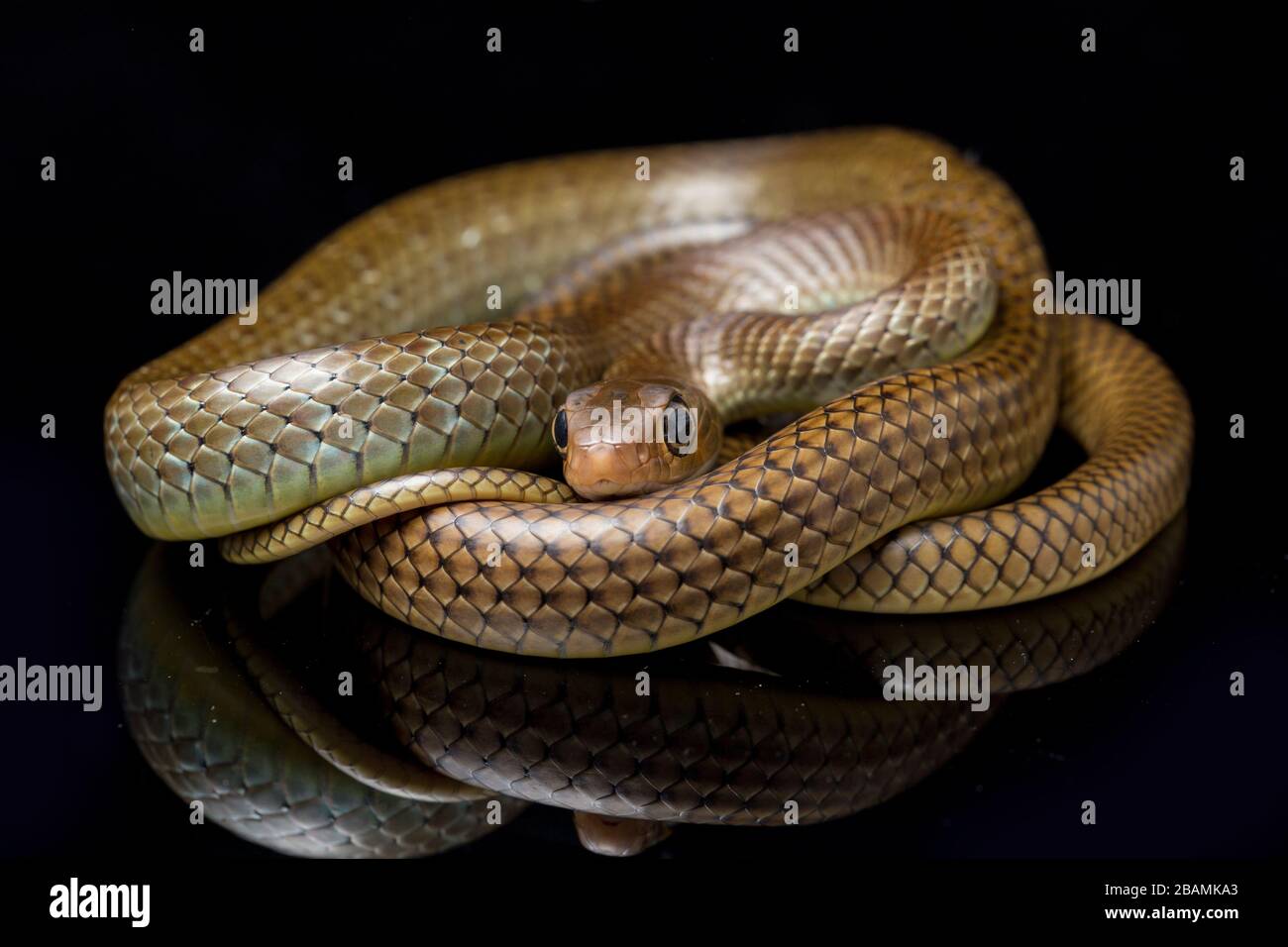 Ptyas korros, commonly known as the Chinese ratsnake or Indo-Chinese ...
