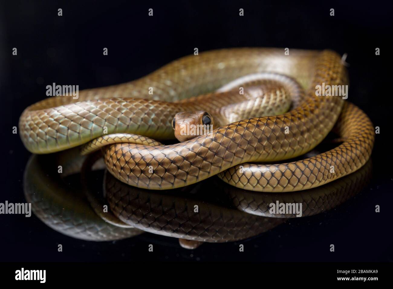 Ptyas korros, commonly known as the Chinese ratsnake or Indo-Chinese ...