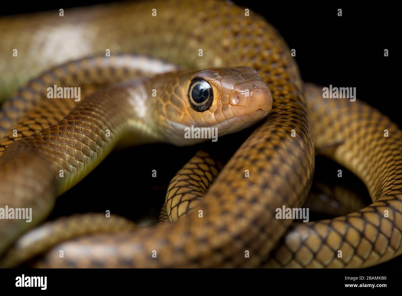 Ptyas korros, commonly known as the Chinese ratsnake or Indo-Chinese ...