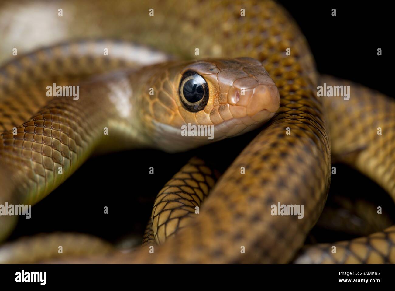 Ptyas korros, commonly known as the Chinese ratsnake or Indo-Chinese ...