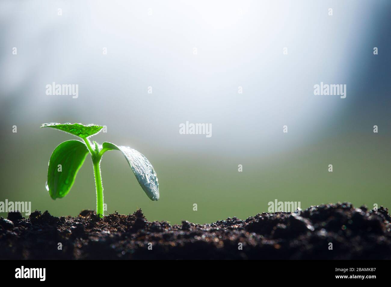 Rising young fresh plant growing in heavy rain. Symbolizes the struggle ...