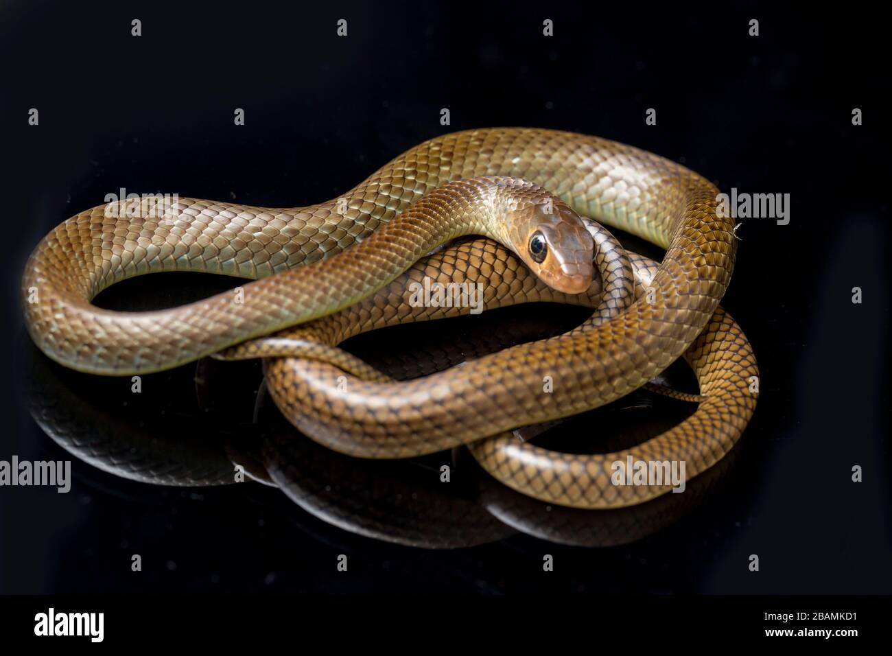 Ptyas korros, commonly known as the Chinese ratsnake or Indo-Chinese ...