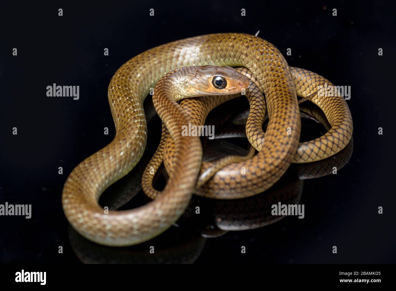Ptyas korros, commonly known as the Chinese ratsnake or Indo-Chinese ...
