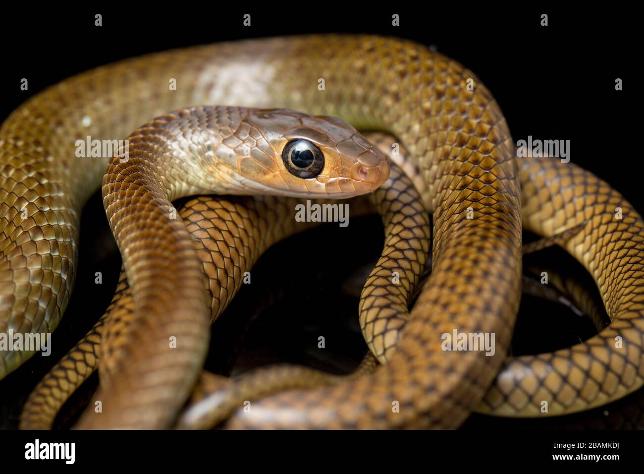 Ptyas korros, commonly known as the Chinese ratsnake or Indo-Chinese ...