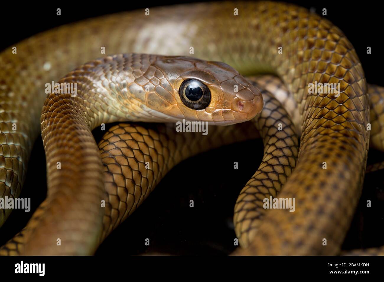 Ptyas korros, commonly known as the Chinese ratsnake or Indo-Chinese ...