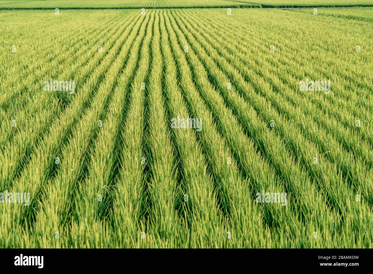 Summer rice fields full background. Yamagata Prefecture, Japan Stock ...