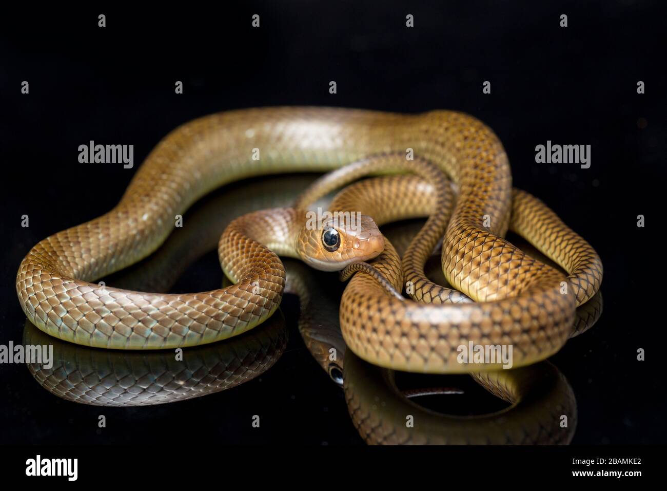 Ptyas korros, commonly known as the Chinese ratsnake or Indo-Chinese ...
