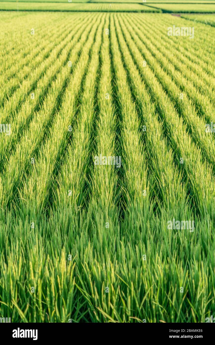 Summer rice fields full background. Yamagata Prefecture, Japan Stock ...