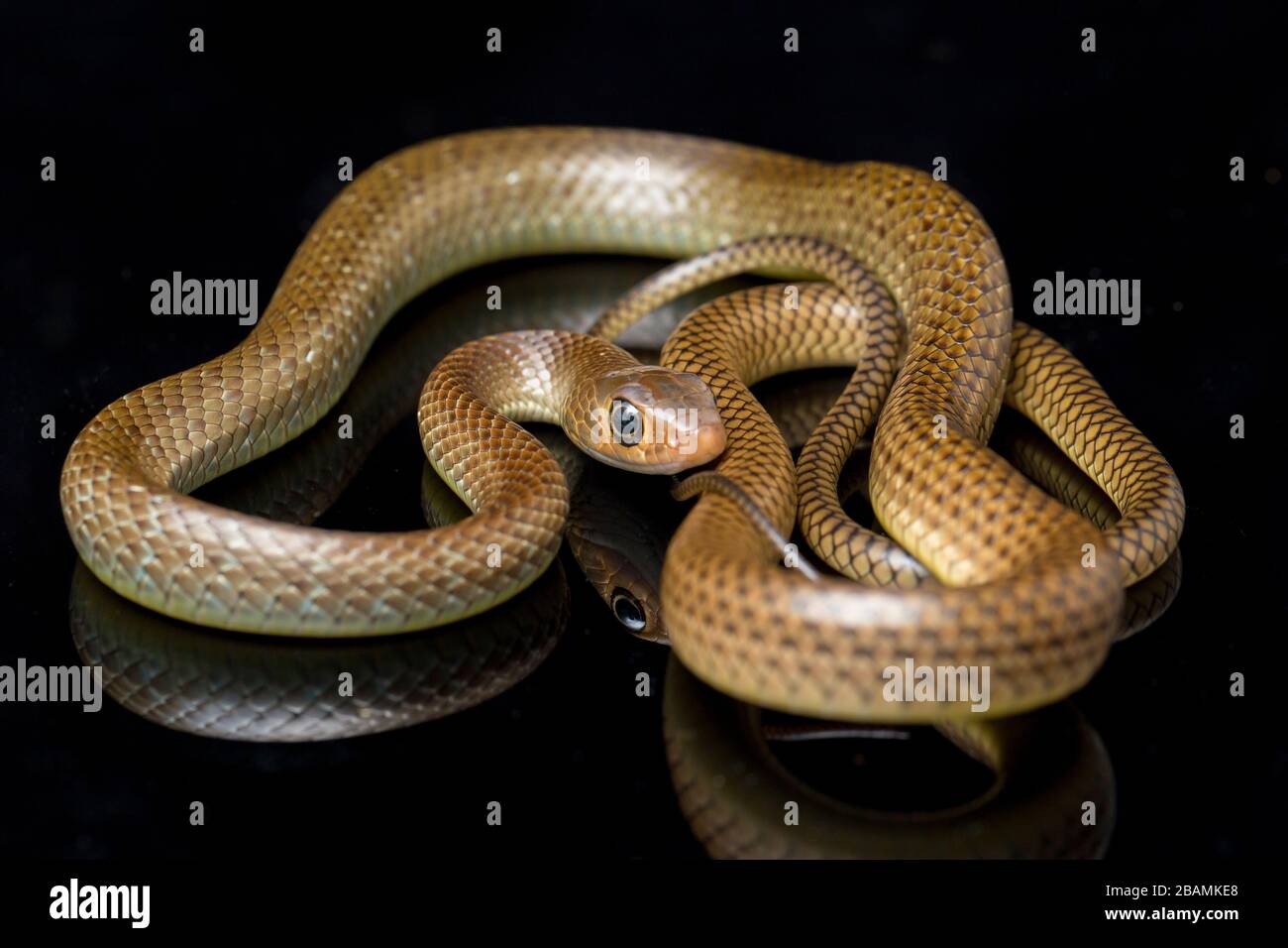 Ptyas korros, commonly known as the Chinese ratsnake or Indo-Chinese ...