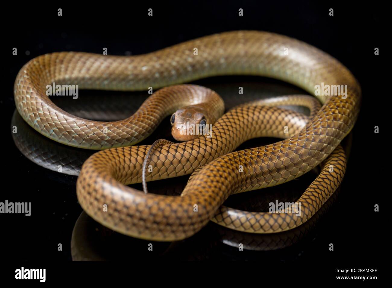 Ptyas korros, commonly known as the Chinese ratsnake or Indo-Chinese ...