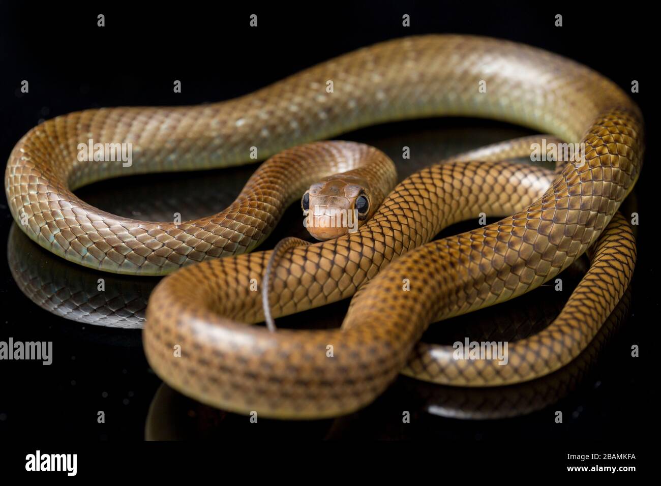 Ptyas korros, commonly known as the Chinese ratsnake or Indo-Chinese ...