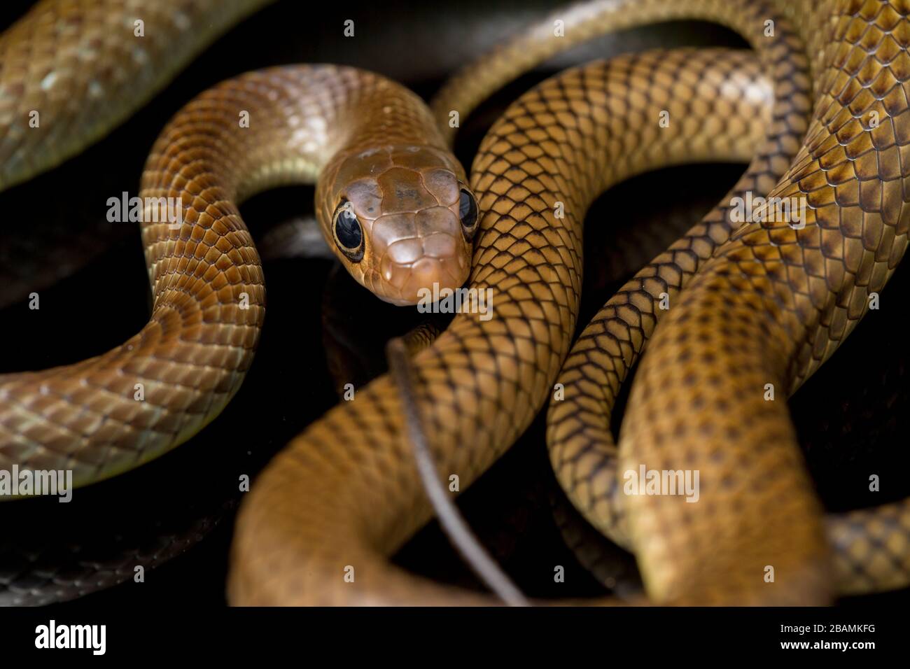 Ptyas korros, commonly known as the Chinese ratsnake or Indo-Chinese ...