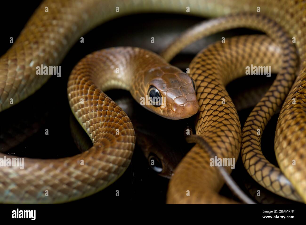 Ptyas korros, commonly known as the Chinese ratsnake or Indo-Chinese ...