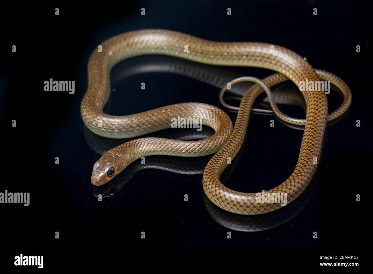 Ptyas korros, commonly known as the Chinese ratsnake or Indo-Chinese ...