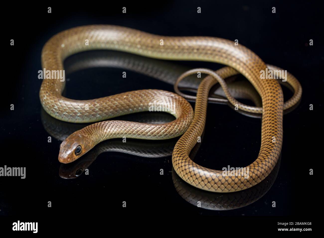 Ptyas korros, commonly known as the Chinese ratsnake or Indo-Chinese ...