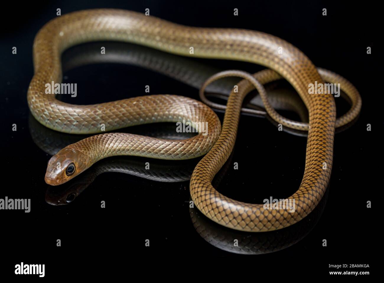 Ptyas korros, commonly known as the Chinese ratsnake or Indo-Chinese ...