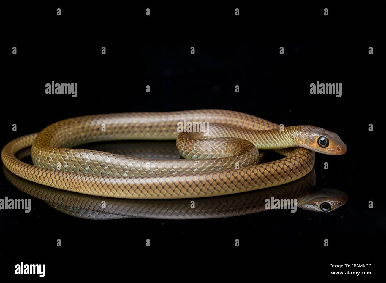 Ptyas korros, commonly known as the Chinese ratsnake or Indo-Chinese ...