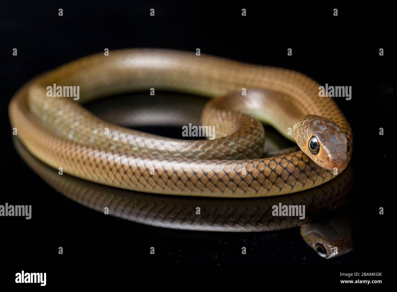 Ptyas korros, commonly known as the Chinese ratsnake or Indo-Chinese ...