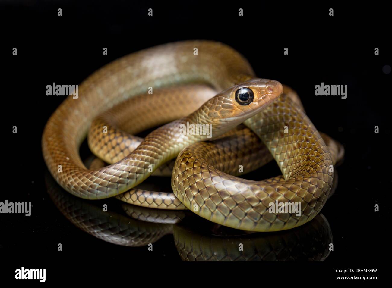 Ptyas korros, commonly known as the Chinese ratsnake or Indo-Chinese ...