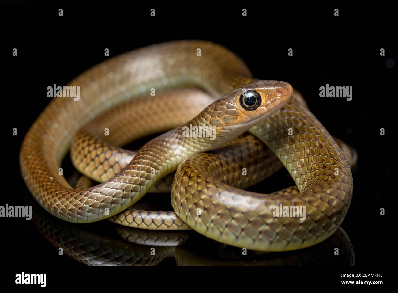 Ptyas korros, commonly known as the Chinese ratsnake or Indo-Chinese ...