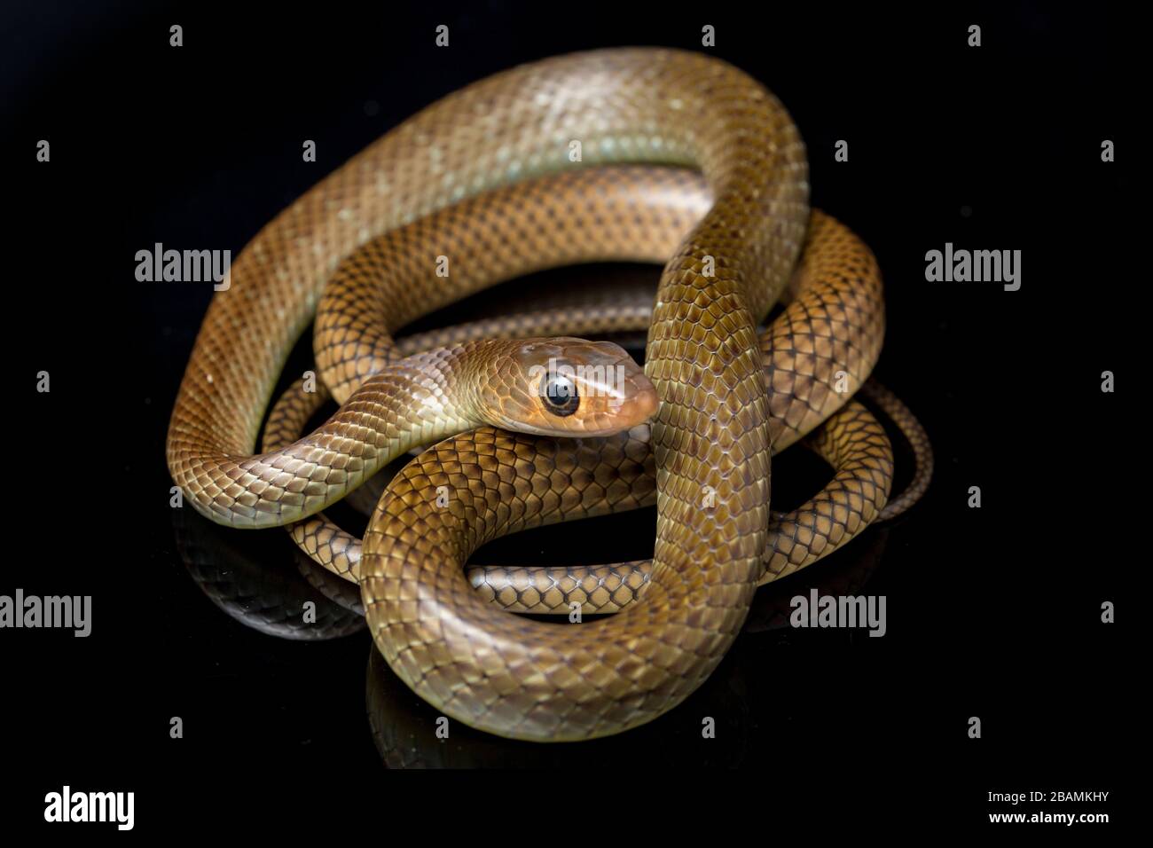 Ptyas korros, commonly known as the Chinese ratsnake or Indo-Chinese ...