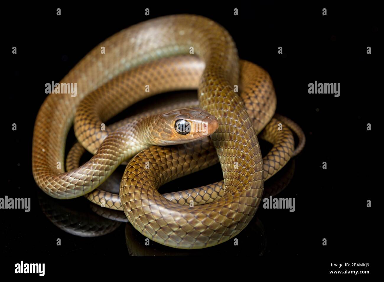 Ptyas korros, commonly known as the Chinese ratsnake or Indo-Chinese ...