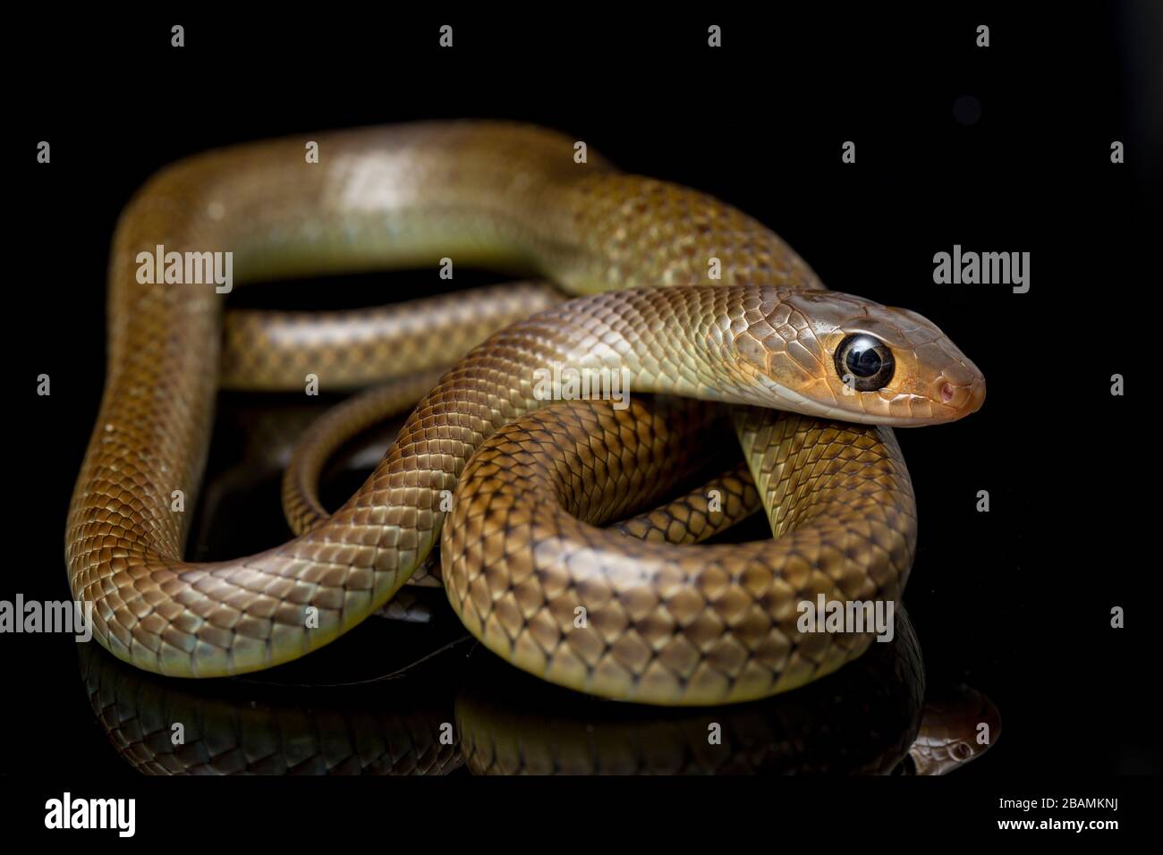 Ptyas korros, commonly known as the Chinese ratsnake or Indo-Chinese ...