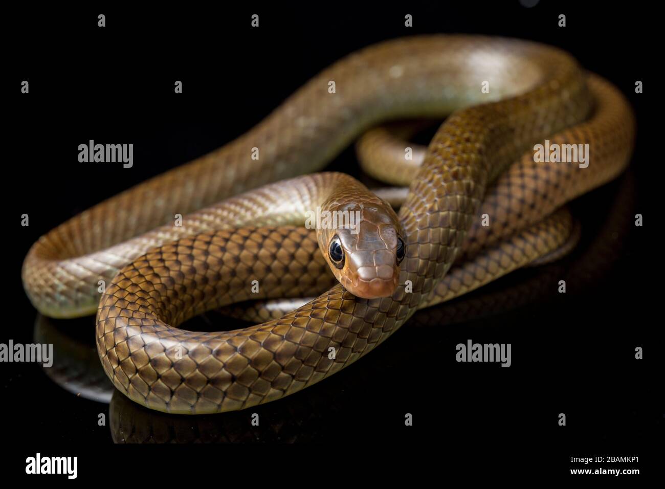 Ptyas korros, commonly known as the Chinese ratsnake or Indo-Chinese ...