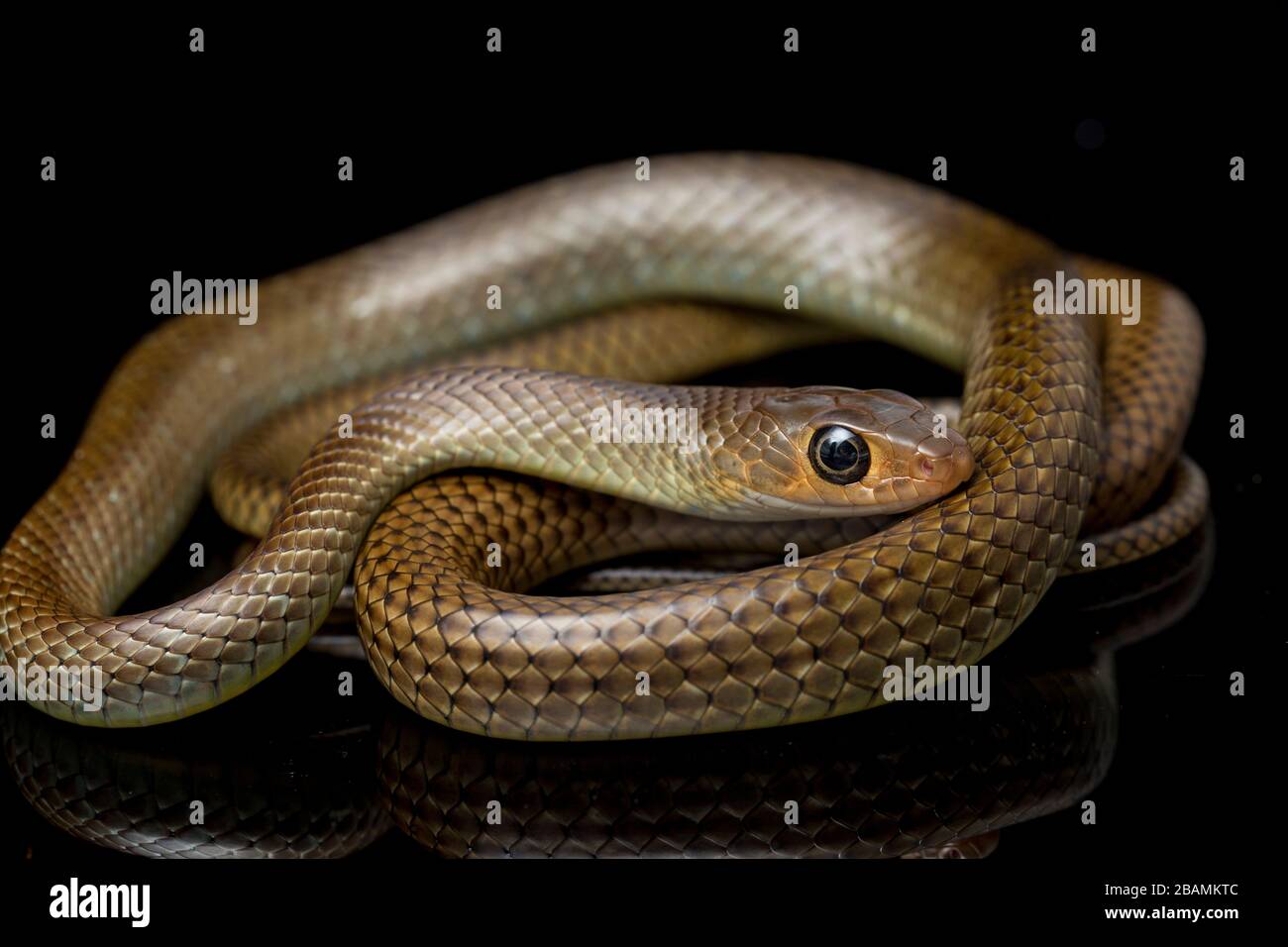 Ptyas korros, commonly known as the Chinese ratsnake or Indo-Chinese ...