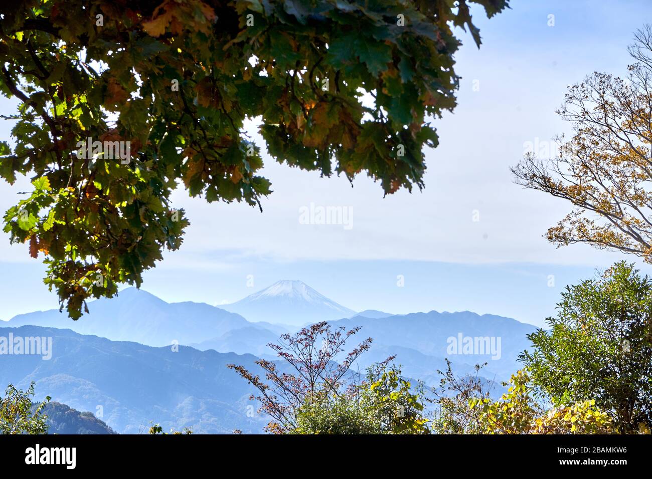 Trees with mountains in the background Stock Photo - Alamy