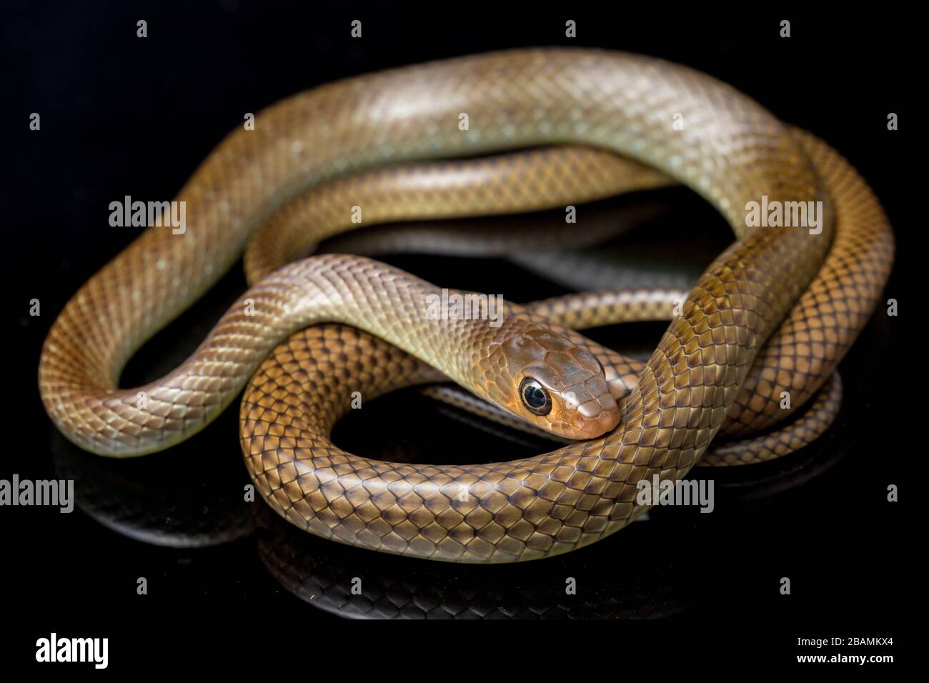 Ptyas korros, commonly known as the Chinese ratsnake or Indo-Chinese ...