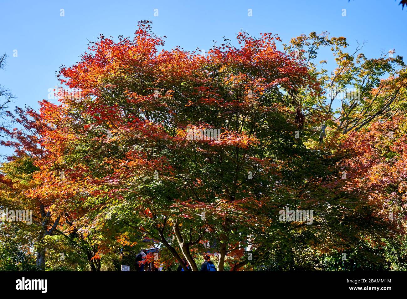 Tree in autumn started to change color Stock Photo - Alamy