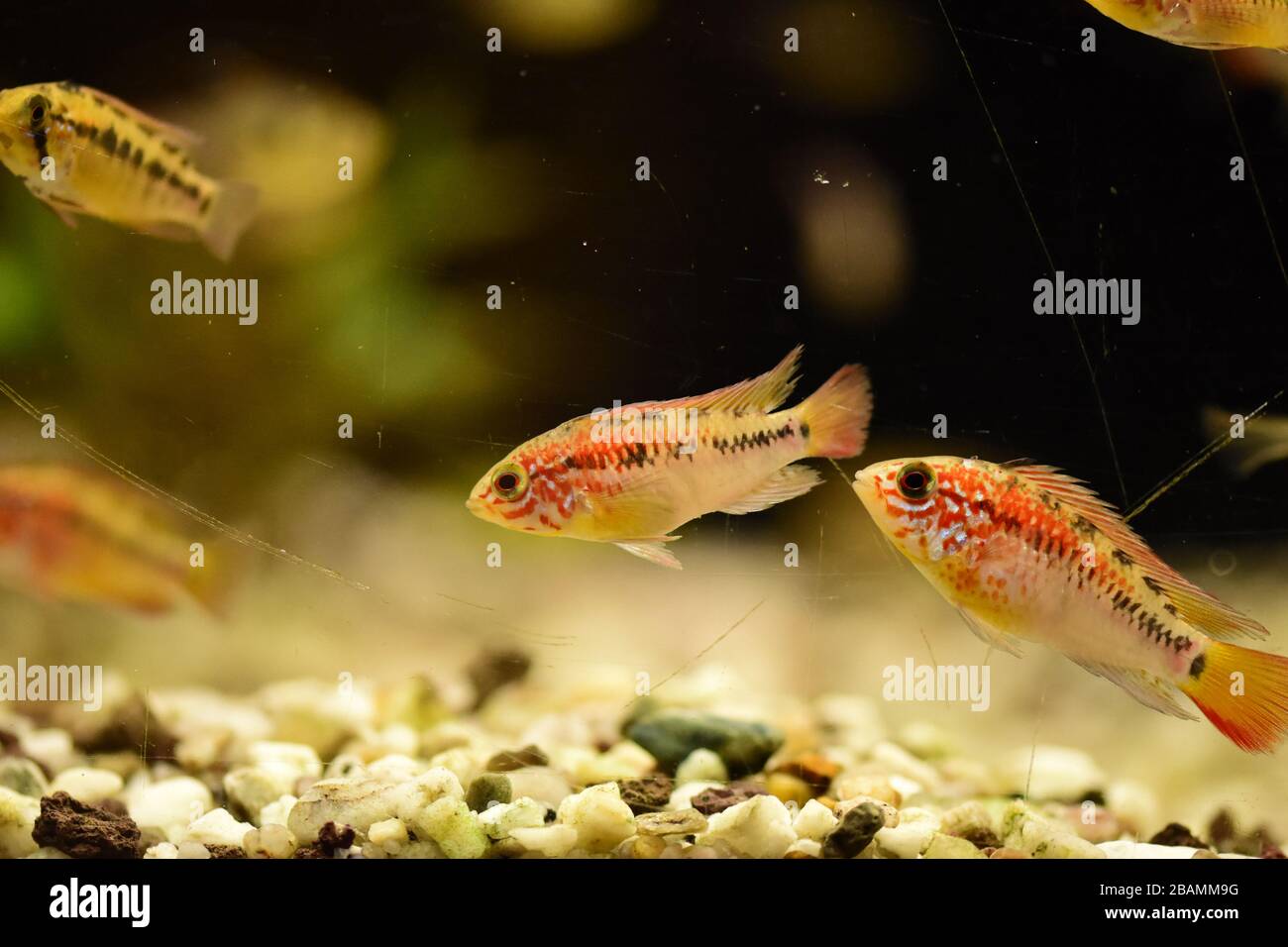 Freshwater aquarium fish, endemic cichlid fish from African lake and ...